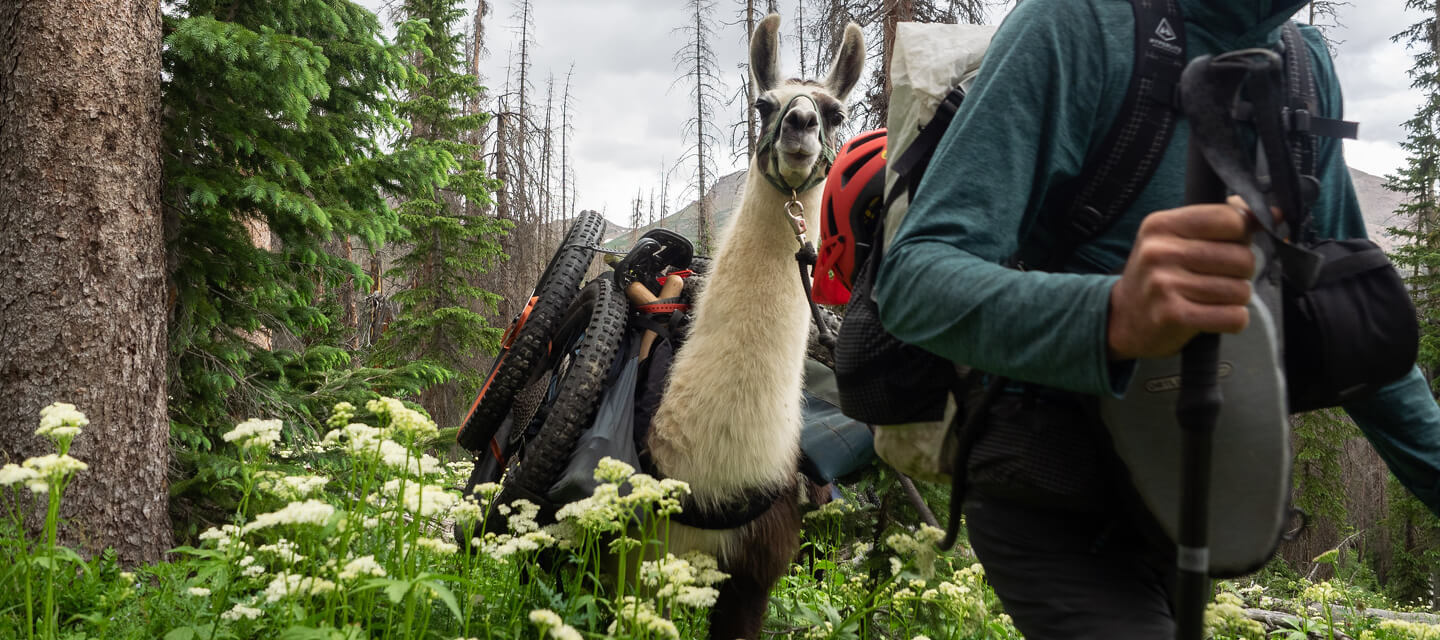Part 2 - Llama-Packing The San Juans - Part 2 – Salsa Cycles